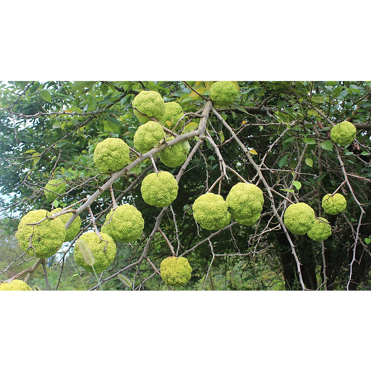 The Rike 100 Seeds Osage Orange Trees Seeds Osage Apple Trees Non-GMO Maclura pomifera, Horse Apple, Brain Fruit Hedge Apple Tree seeds