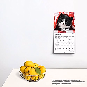 For the Love of Kittens | 2024 7 x 14 Inch Monthly Mini Wall Calendar | BrownTrout | Animals Cats Feline