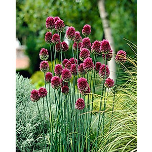 25 Allium Drumstick Bulbs for Planting - Exotic Blooming Onion - Beautiful Spring Flowers