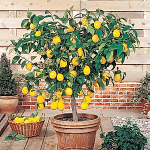 YEGAOL Garden Dwarf Lemon Tree Seeds 50Pcs Fruit Seeds Non-GMO Organic Self-Pollinating Fragrant Indoor Balcony Potted Plant