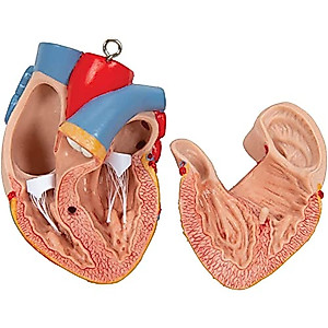 ERCTOO Human Body Model - Torso Anatomical Model - Human Torso Anatomy Model 23 Pcs Removable Parts with Heart Visceral Brain Skeleto for Preschool & School Science Medical Education Display 85cm