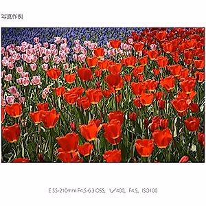 SONY E 55-210mm F4.5-6.3 Lens for SONY E-Mount Cameras (Black) (Renewed)