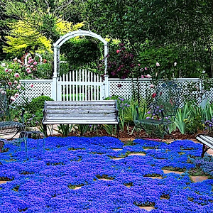 20000+ Magic Blue Creeping Thyme Seeds for Planting Ground Cover Plants Heirloom Flowers Perennial Thyme Non-GMO Thymus Serpyllum Seed