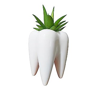 3.93 Inches Tall Tooth Shaped Ceramic Succulent Cactus Vase Flower Pot (Plants Not Included)