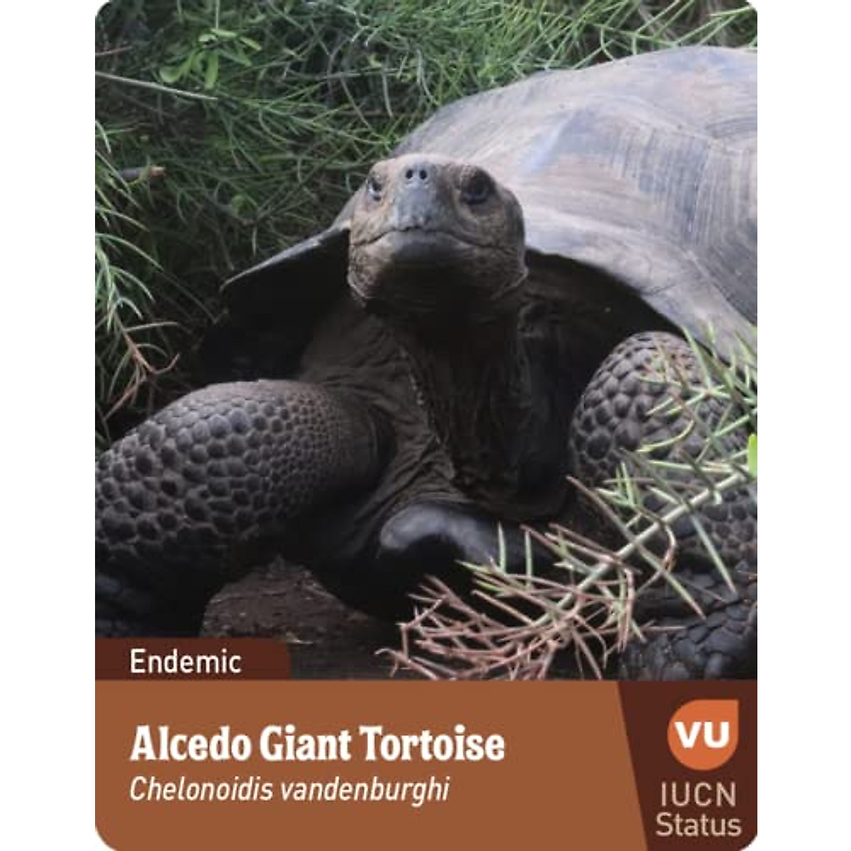 Galapagos Memory Game Land Animals Edition