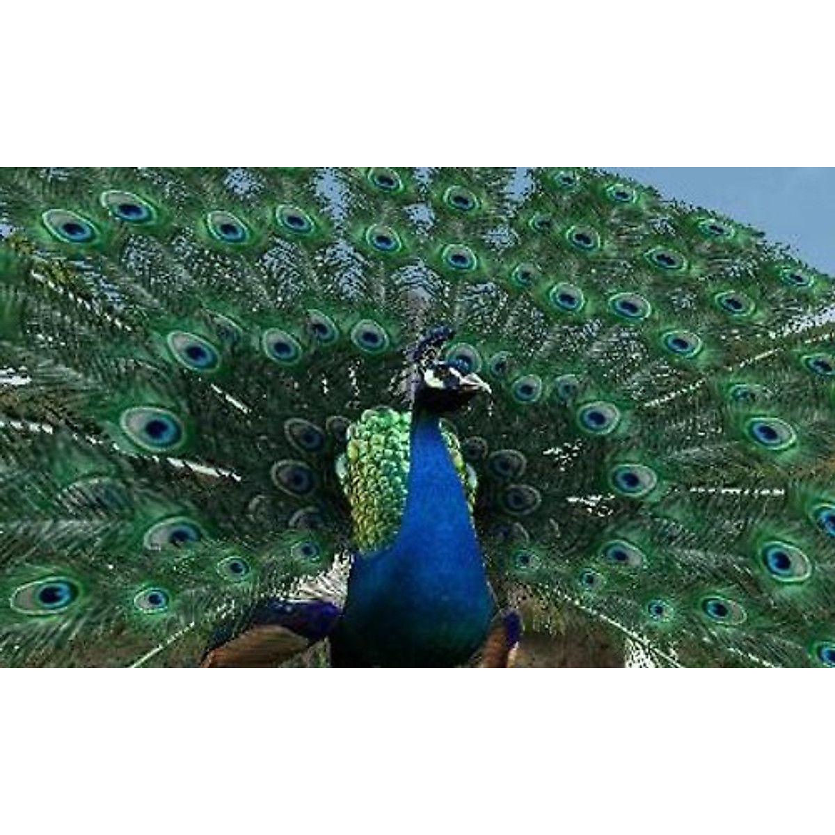 Animal Resort: Dobutsuen o Tsukurou!! [Japan Import]