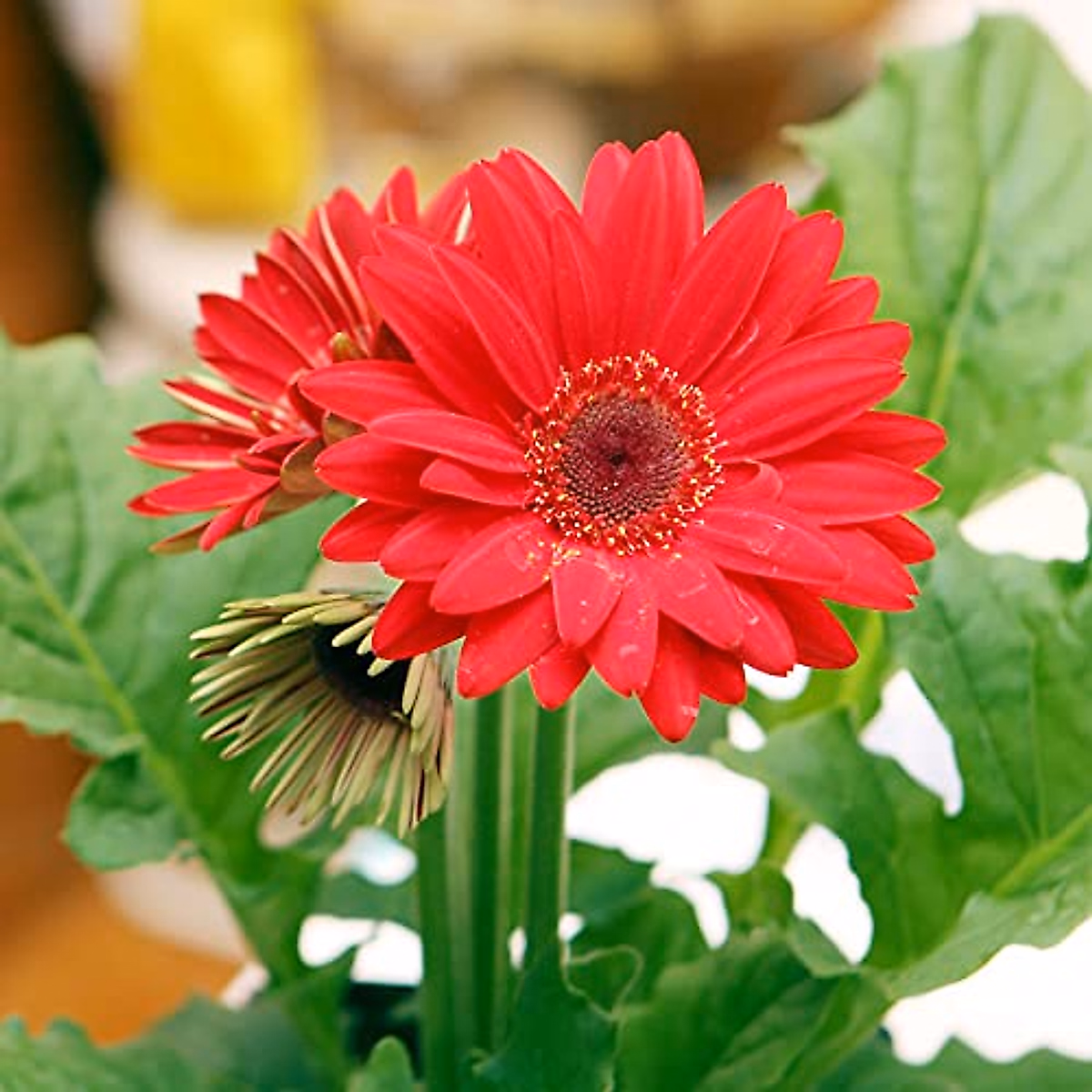 Gerbera Daisy Seeds Transvaal Daisy, Transvaal Daisy Perennial Cut Flowers Low Maintenance Patio Container Bed Border Outdoor 100Pcs Mixed Colors Flower Seeds by YEGAOL Garden
