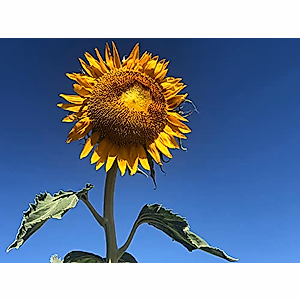 Mammoth Grey Stripe Sunflower Flower Seeds, 50+ Heirloom Seeds Per Packet, (Isla's Garden Seeds), Non GMO Seeds, Botanical Name: Helianthus annuus