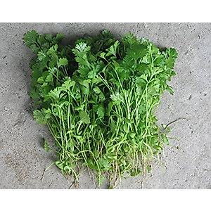 200 Premium Organic Cilantro - Chinese Parsley - Coriander - Ngo Ri Seeds by Happy Seeds & Garden