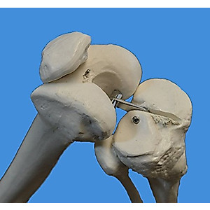 Wellden Medical Anatomical Human Lower Limb Skeleton Model, Life Size