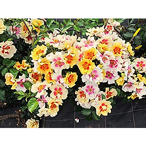 Proven Winners ROSPRC2047800 Ringo Rose Live Shrub, 4.5 in. Quart, Yellow & Pink Flowers