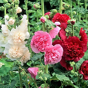 Generic 100pcs Vibrant Mixed Hollyhock Seeds - Hardy Biennial with Double Flowers, Perfect for Wildflower & All Garden Types