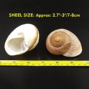 4 Pack Large Hermit Crab Shells, Muffin Snail Shells | Turbo Shells | Giant Land Snail Shells | Hermit Crab House for Fish Tank Aquarium Decoration Beach Home Decor Wedding Centerpieces, 2.75"-3"