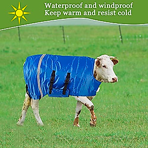 2 Packs Calf Blanket Livestock, Calf Blanket for Cold Weather Windproof and Waterproof, Calf Blanket Winter for Keeping Cow Warmming Thickened Belly Protection Blue