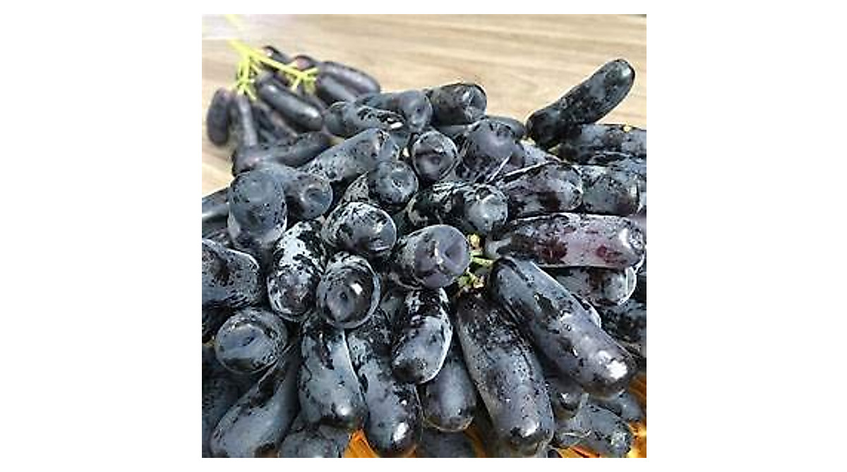 Elwyn Rare Black Finger Grape Seeds - Organic Heirloom Fruit