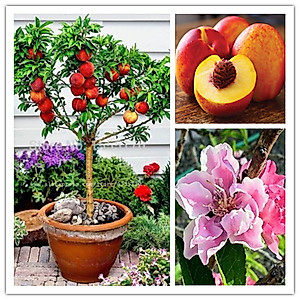 CHUXAY GARDEN Dwarf Bonanza Peaches,Peach Fruit Tree 10 Seeds Sweet Fruit Gardening Fresh Non-transgenic Edible Great for Garden