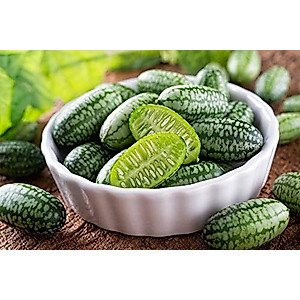 Mouse Melon Seeds | 20 Seeds | Grow This Exotic and Rare Garden Fruit | Cucamelon Seeds, Tiny Fruit to Grow