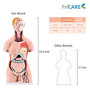 FriCARE Anatomy Model Human Body, Torso Anatomical Models for Medical Students Study Science High School Education Kids, Life Size with Internal 32 Removable Organ