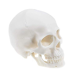 Thuepak Human Bones Skull Anatomy Model Resin Life Size Skeleton Heads Replica for Science Education Gift Decoration Halloween Christmas