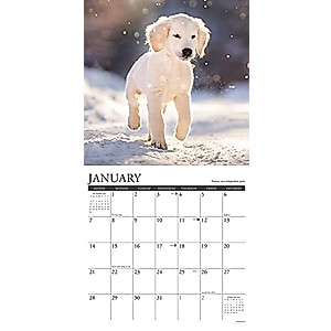 Willow Creek Press What Goldens Teach Us Monthly 2024 Wall Calendar (12" x 12")
