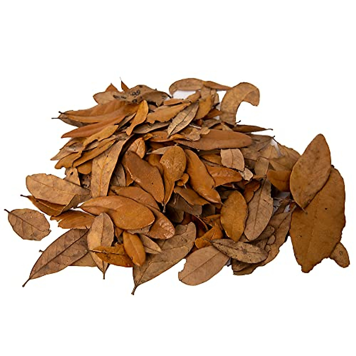 Live Oak Leaf Litter (1 Gallon)