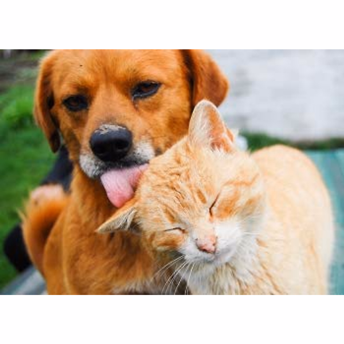 Joint Treats for Cats - Pets Total Health Formula for Dogs and Cats Supplement - Vitamins for Cats Senior Cats - 2 Bottles (120 Treats)