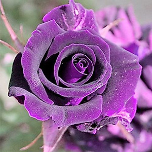 QAUZUY GARDEN 200 Seeds Rare Purple Dragon Rose Seeds for Planting- Fragrant Flowering Bonsai Roses for Balcony Roof Garden Living Room Windows Office Decor Easy to Grow