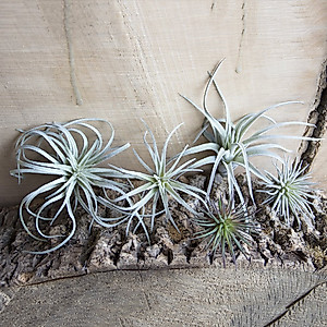 CHIVE Artificial Air Plants — Bulk Set of 5, Small — Ultra Realistic Fake Tillandsia Bromeliad Plants — Decorative Faux Succulents for Home & Office Decor — No Care Needed!