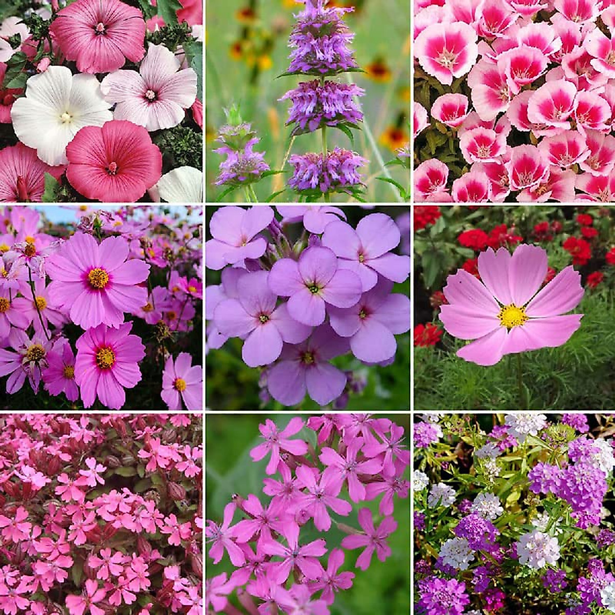 Eden Brothers Pretty in Pink Wildflower Mixed Seeds for Planting, 1/4 lb, 120,000+ Seeds with Candytuft, Rose Mallow | Attracts Pollinators, Plant in Spring or Fall, Zones 3, 4, 5, 6, 7, 8, 9, 10