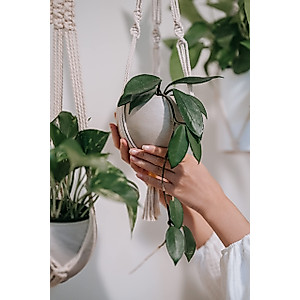 Harrier Hardware Metal Plant Hangers Outdoor - Wall Mounted Hanging Plant Bracket, 6 Inches, Set of 2, Ideal for Small Plants, Bird Feeders, Wind Chimes (Black)