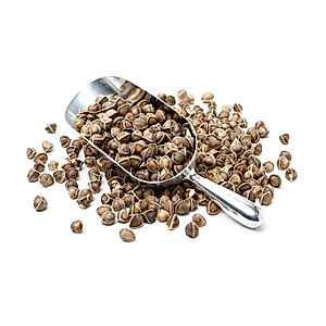 Moringa Seeds Wingless 1 lb. Wide Mouth JAR - PKM1 Variety - Edible Snacking - Planting - Moringa Oleifera - Malunggay - Semillas De Moringa - Drumstick Tree - Non-GMO - 1600 to 2000 Seeds