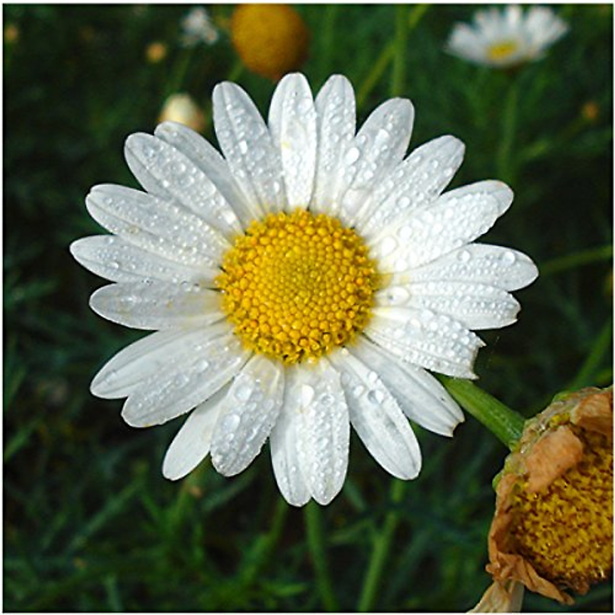 Seed Needs, Medicinal Herb Seed Packet Collection (5 Individual Varieties of Herb Seeds for Planting) Non-GMO & Untreated - Includes Peppermint, Lemon Balm, Hyssop and Roman & German Chamomile