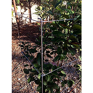MTB Galvanized Square Folding Tomato Cage Plant Support Stake Tower 12 inch by 46 inch, Pack of 5 Sets(Also Sold as Pack of 2 & 10,PVC Green is Available)