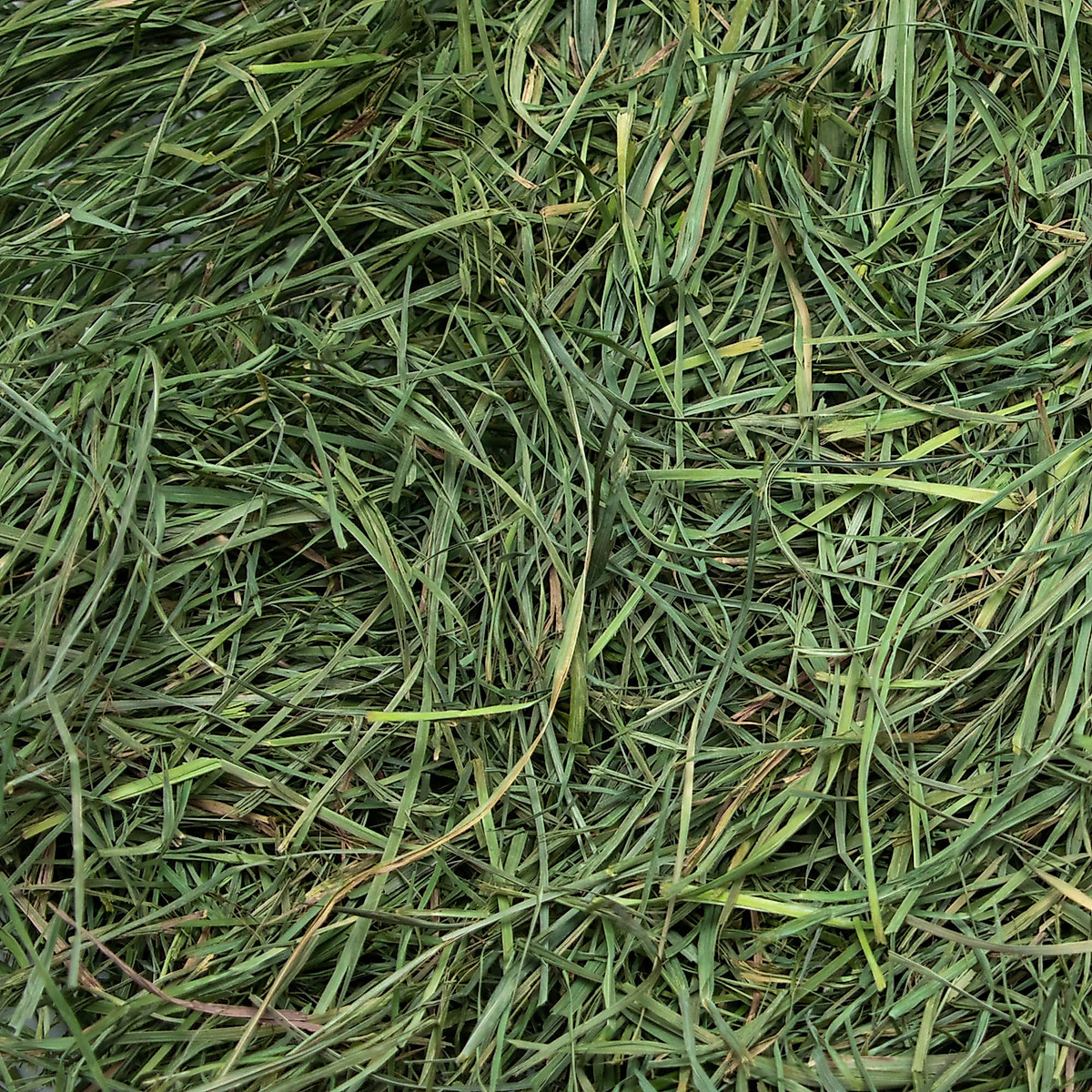 Rabbit Hole Hay - Ultra Premium Soft Orchard Grass for Small Pets - 24 oz Bag - Soft & Nutritious