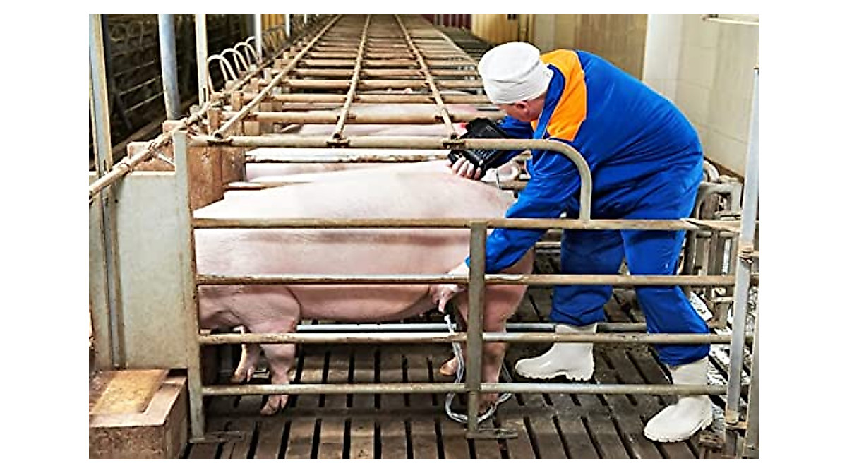 Portable Ultrasound Machine for Pregnancy in Animals