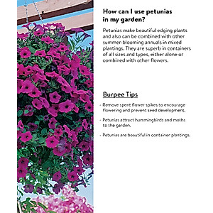 Burpee Purple Wave Petunia Seeds 15 pelleted