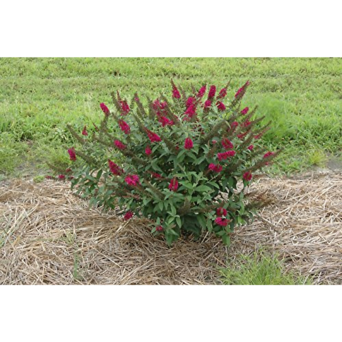 Miss Molly Butterfly Bush (Buddleia) Live Shrub, Deep Pink Flowers, 4.5 in. Quart