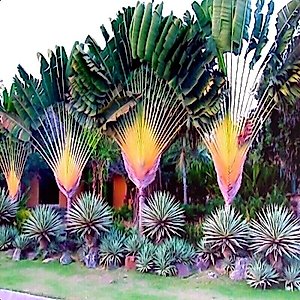 Travelers Palm Tree Seeds (Ravenala madagascariensis) Bird of Paradise Plant (5 Seeds)
