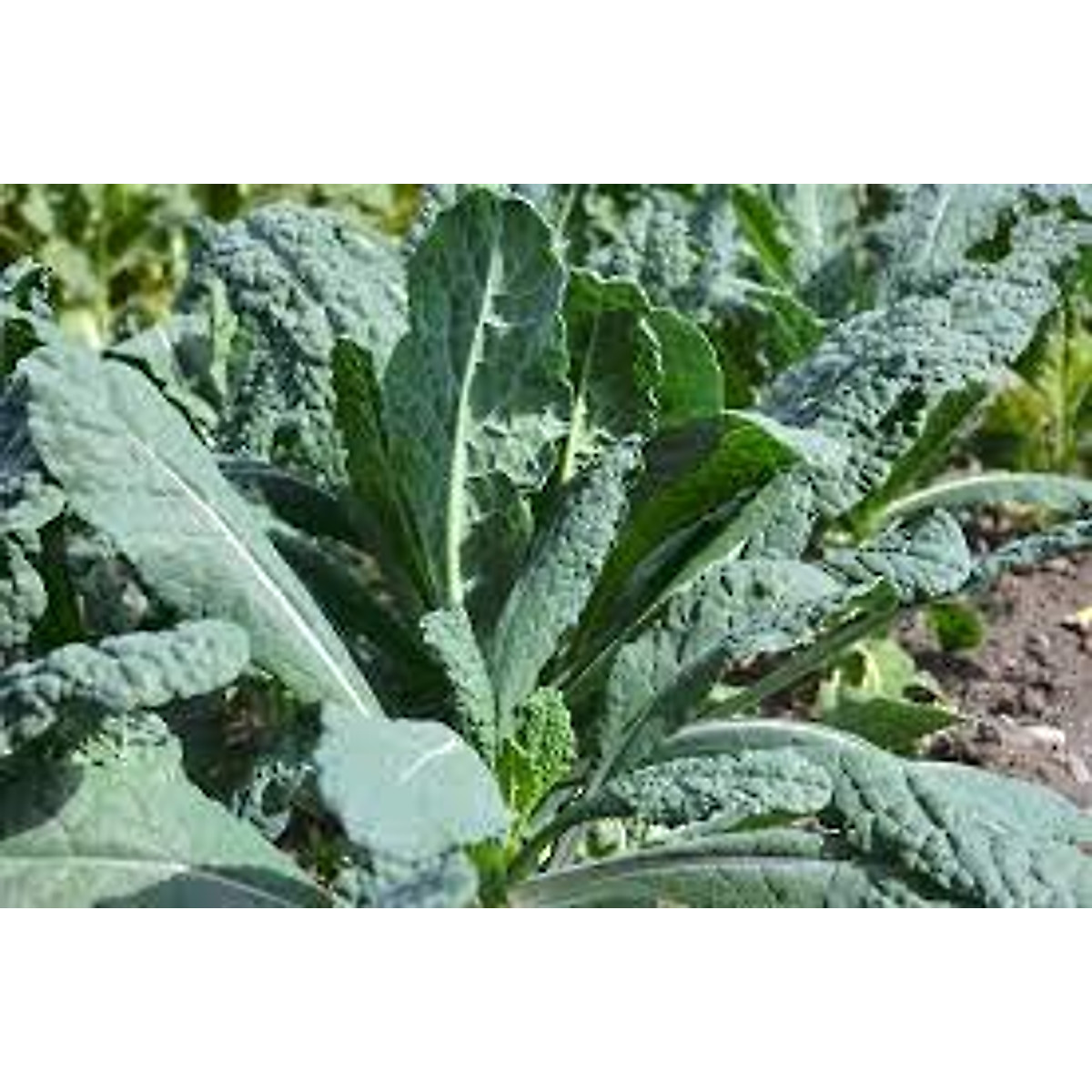 Gaea's Blessing Seeds - Lacinato Kale Seeds - Non-GMO Seeds with Easy to Follow Planting Instructions - Open Pollinated, 94% Germination Rate