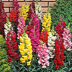 Tetra Mix Snapdragon Seeds for Planting, 2000+ Flower Seeds Per Packet, (Isla's Garden Seeds), Non GMO & Heirloom Seeds, Scientific Name: Antirrhinum majus, Great Home Garden Gift