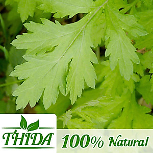 Mugwort Tea 15 Bags | Asian Herb Tea Mugwort Leaves Supply From Thailand