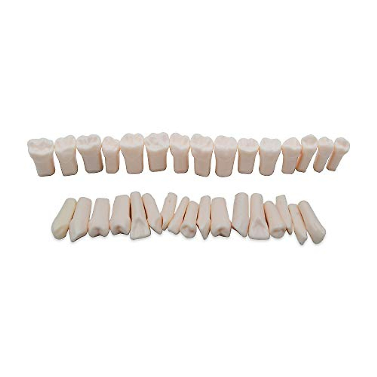 32pcs Removable Teeth Piece for Typodont Teeth Model Compatible with Kilgore Nissin for Teaching, Study