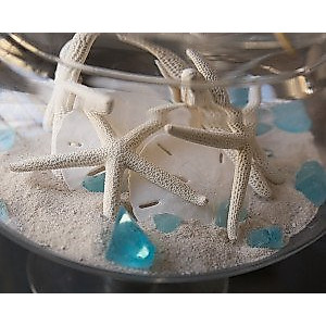 Set of 6 White Starfish and Sand Dollars - 3 Finger Starfish 4 to 6 inch and 3 Sand Dollars 3 to 3.5 inch - Starfish and Sand Dollars for Crafts by Tumbler Home