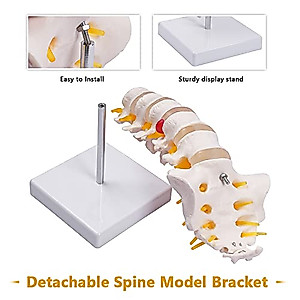 breesky Lumbar Spine Model - Life Size Human Lumbar Vertebrae Anatomy Model with Sacrum and Spinal Nerves Medical Chiropractor Medical Student Study Teaching Demonstration