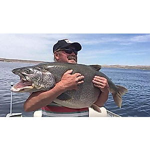 kingforest 10pcs Fishing Lures Spinnerbait for Bass Trout Salmon Walleye Hard Metal Spinner Baits Kit with Tackle Box