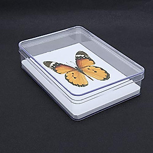 POPETPOP Insect Display Case- Transparent Display Box with EVA Foam Board, Insect Storage Box for Specimen Display & Collectibles