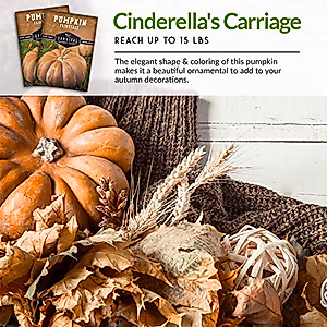 Survival Garden Seeds - Fairy Tale Pumpkin Seed for Planting - Packet with Instructions to Plant and Grow Pumpkins in Your Home Vegetable Garden - Non-GMO Heirloom Variety