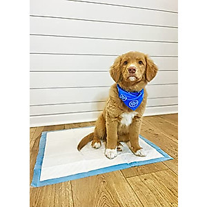 Four Paws Wee-Wee Odor Control with Febreze Freshness Pee Pads for Dogs - Dog & Puppy Pads for Potty Training - Dog Housebreaking & Puppy Supplies - 22" x 23" (100 Count),White