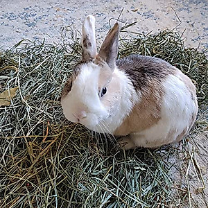 Grandpa's Best Small Pet Salad, Green, 1 Count (Pack of 1)