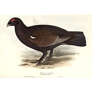 Hybrid Grouse. Tetrao hybridus